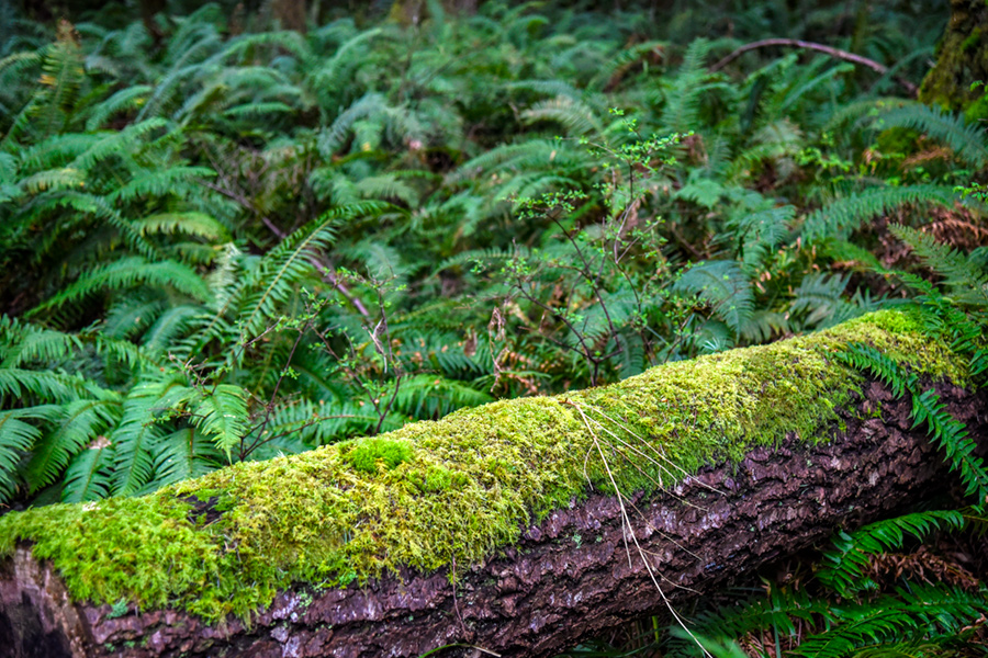 What's dire: the lack of Comox subdivisions or climate change and ...